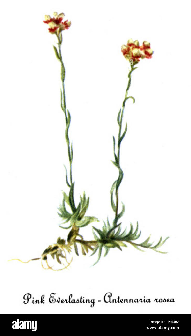 Hues showcases Cut Out Stock Images & Pictures - Alamy