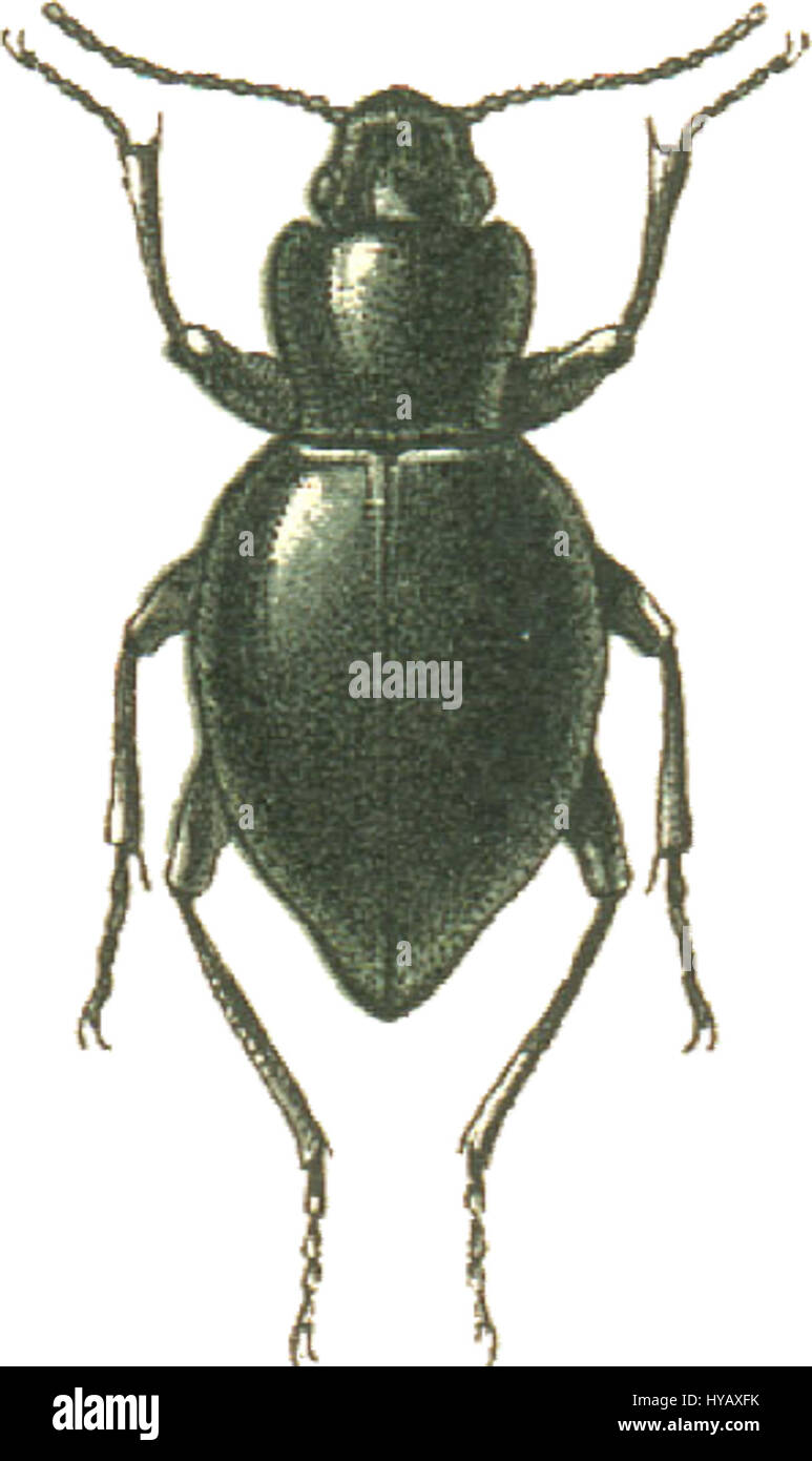 Constricta hi-res stock photography and images - Alamy