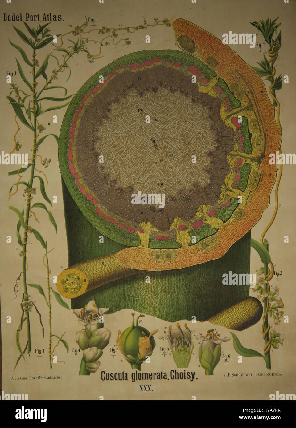 The 'Dodel port Atlas' is a botanical illustration of Cuscuta glomerata ...