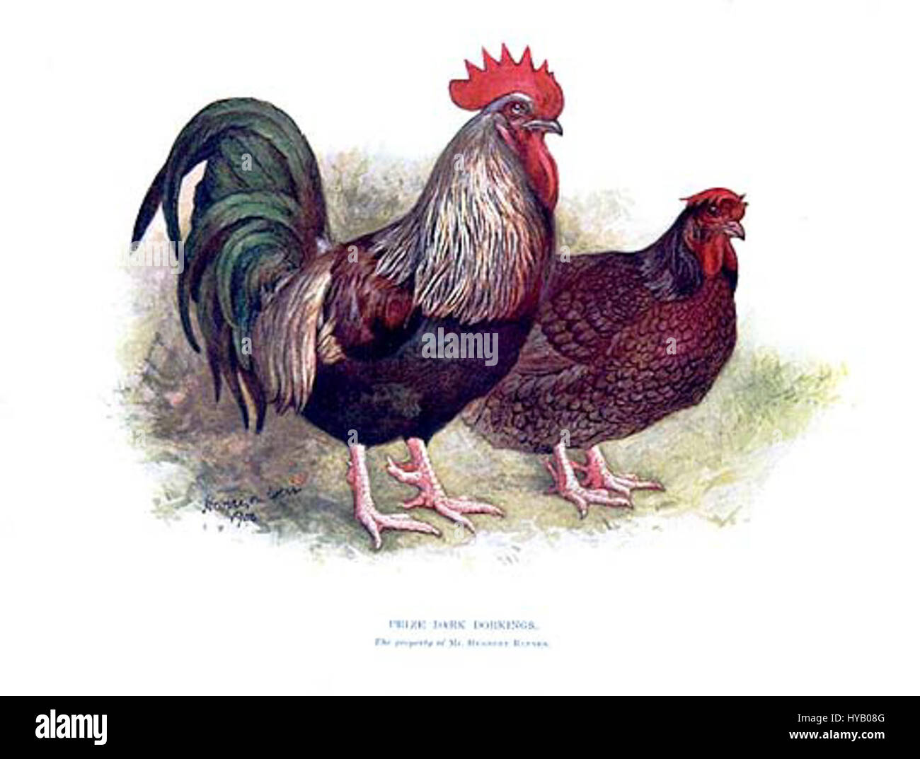 'Dark Dorkings' refers to a variety of chicken breed known for their ...