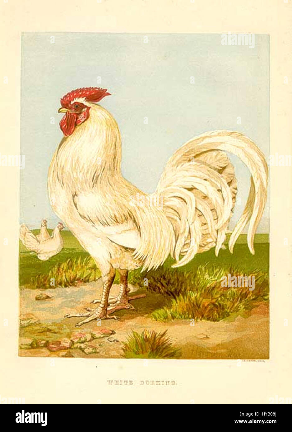 Dorking museum hi-res stock photography and images - Alamy