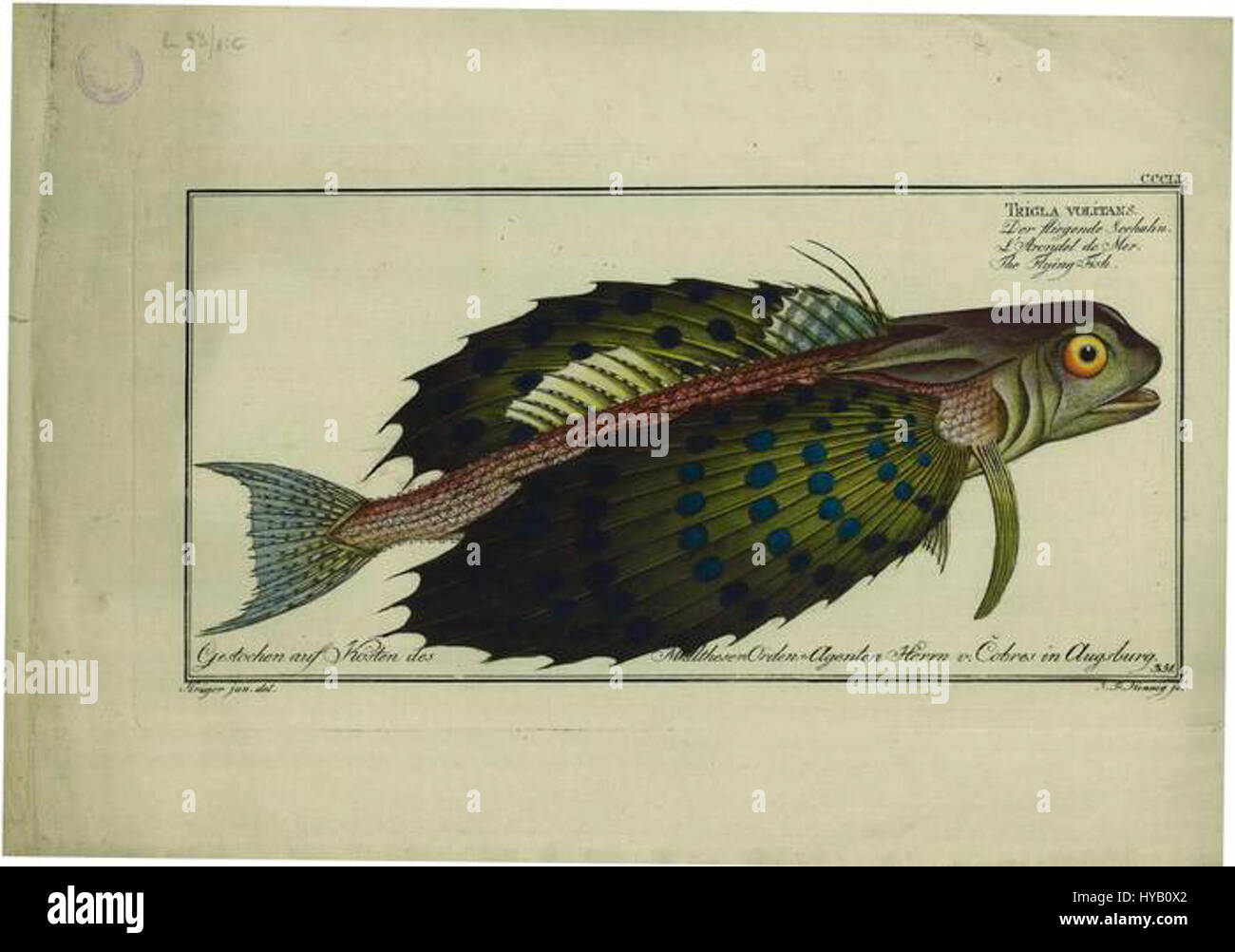 Bloch’s 'Exocoetus volitans' is a detailed illustration of the flying ...