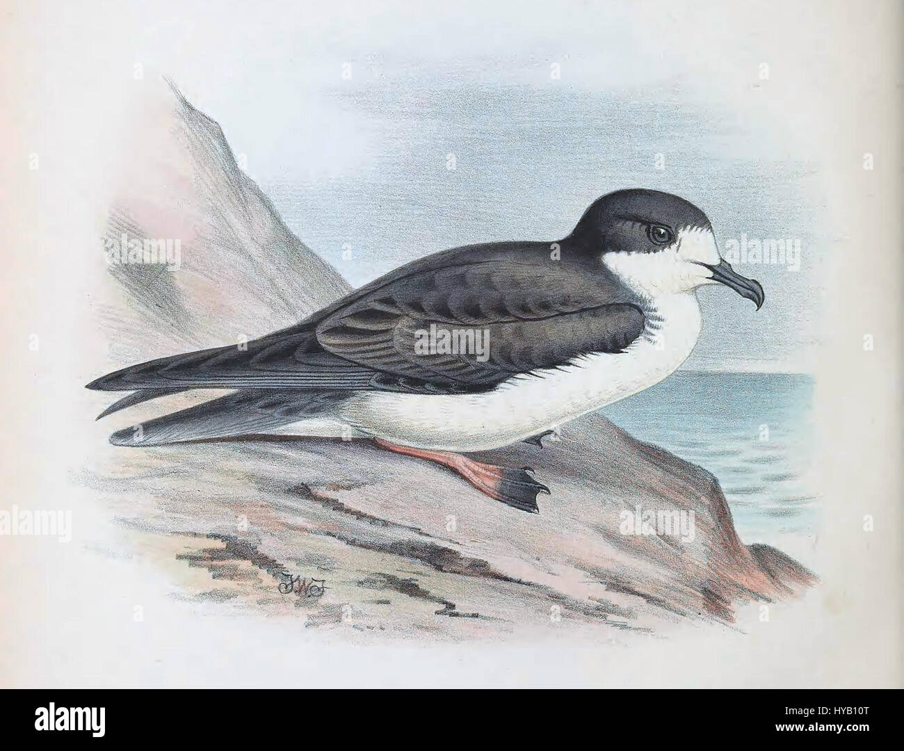 Hawaiian petrel hawaii hi-res stock photography and images - Alamy