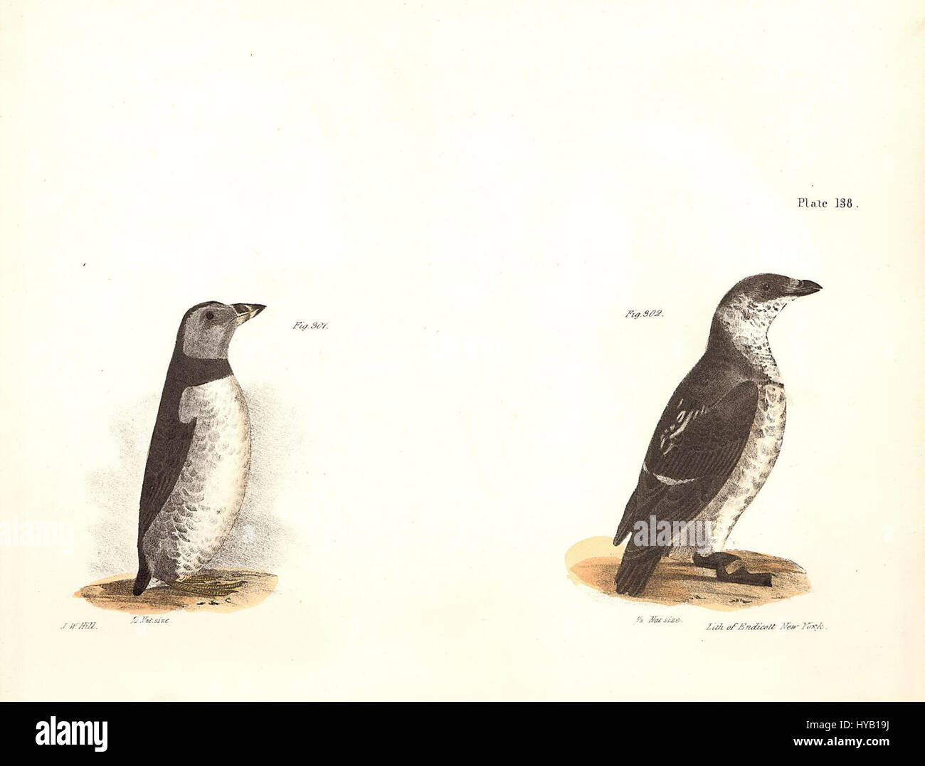 'Plate 138' from 'Zoology of New York, Part II: Birds' (1844) by James ...