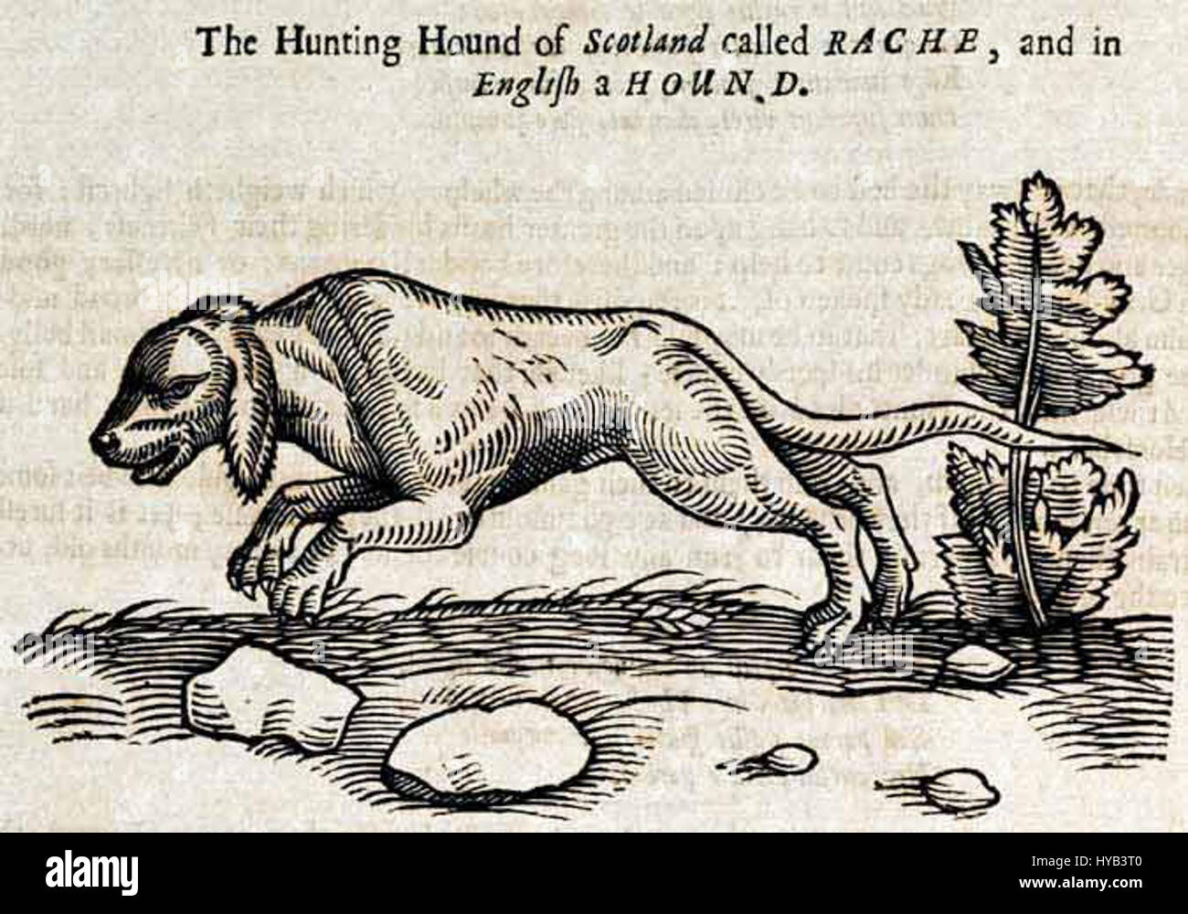 Rache Historiae Animalium Stock Photo - Alamy