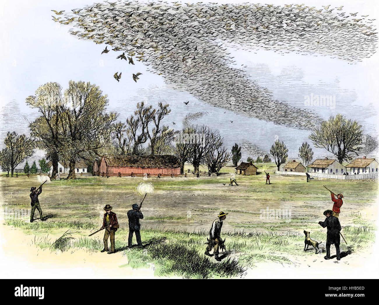 This historical scene depicts a mass shoot of passenger pigeons, an ...