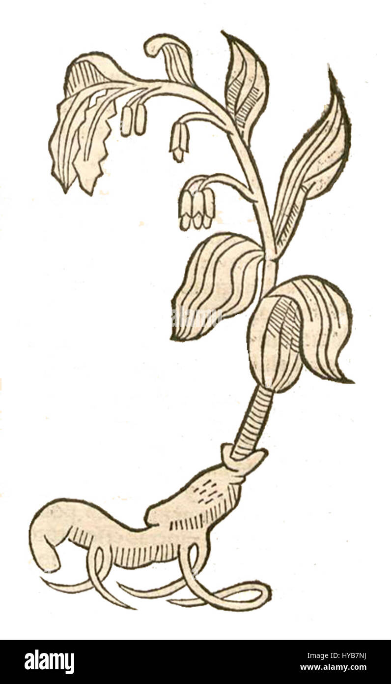 15th century botanical Cut Out Stock Images & Pictures - Alamy