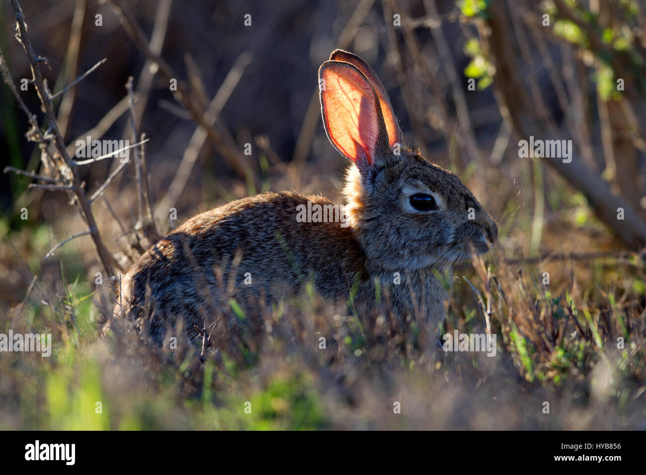 Sunlight shining through ears hi-res stock photography and images - Alamy