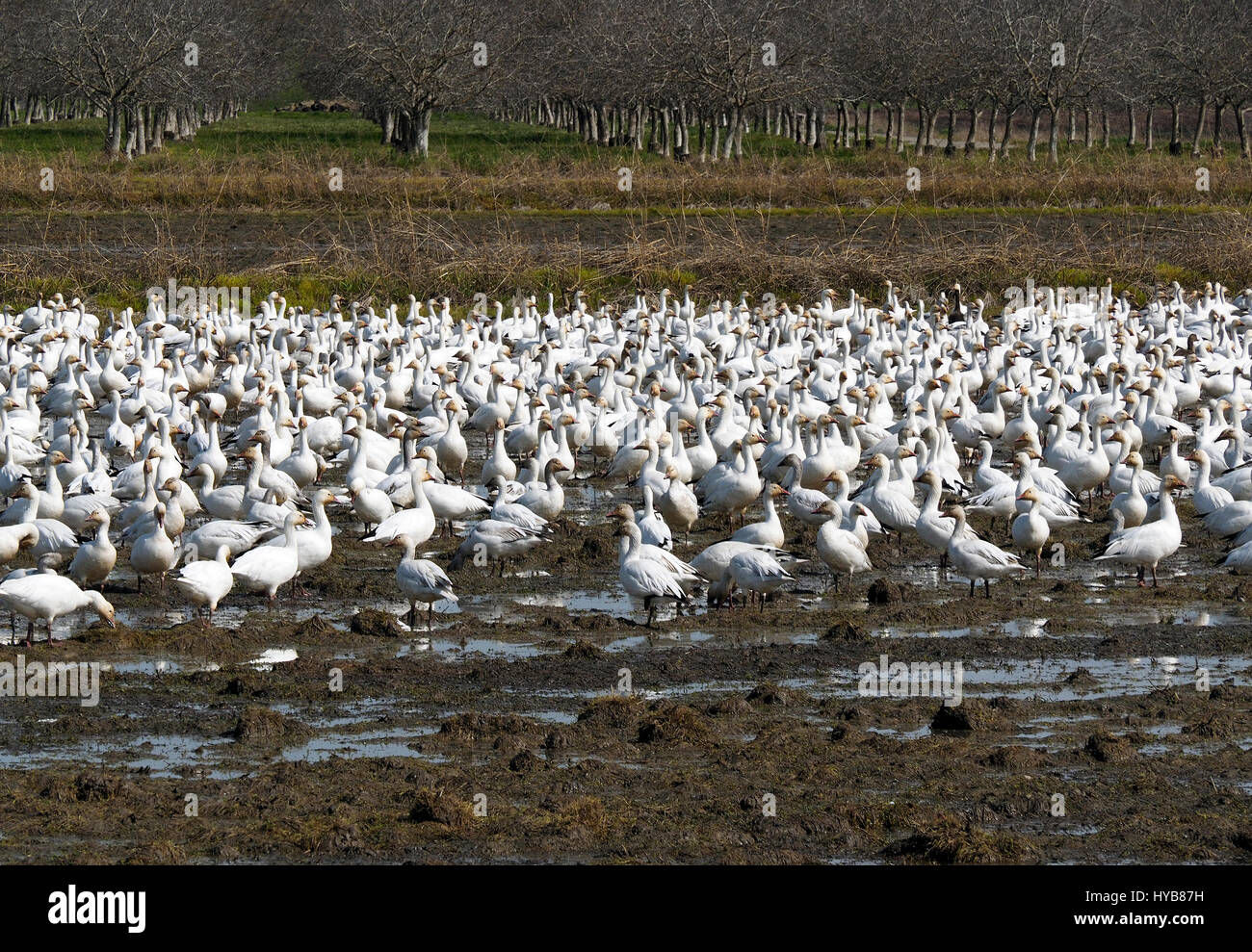 Snow geese in field hi-res stock photography and images - Alamy