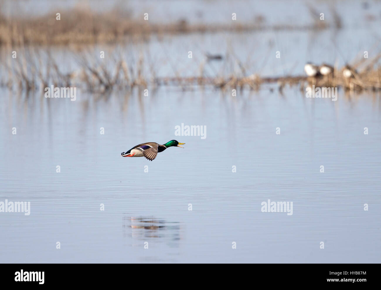 Mallard Drake Quacking while flying over pond Stock Photo - Alamy