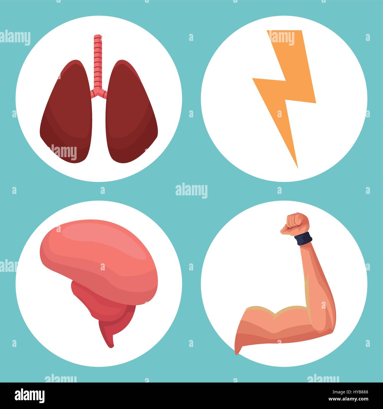 set organs human healthy image Stock Vector Image & Art - Alamy