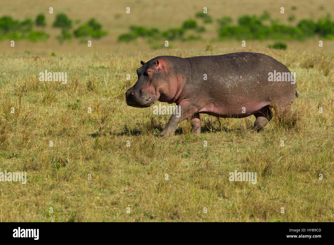 Hippopotamus (Hippopotamus amphibious) walking across grassland, Masai ...