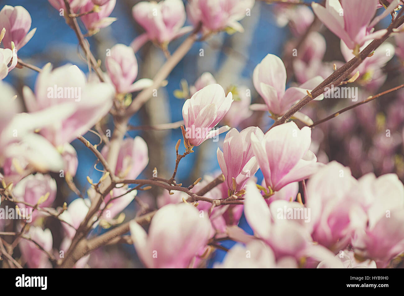 Spring floral background with magnolia soulangeana flowers. For this ...