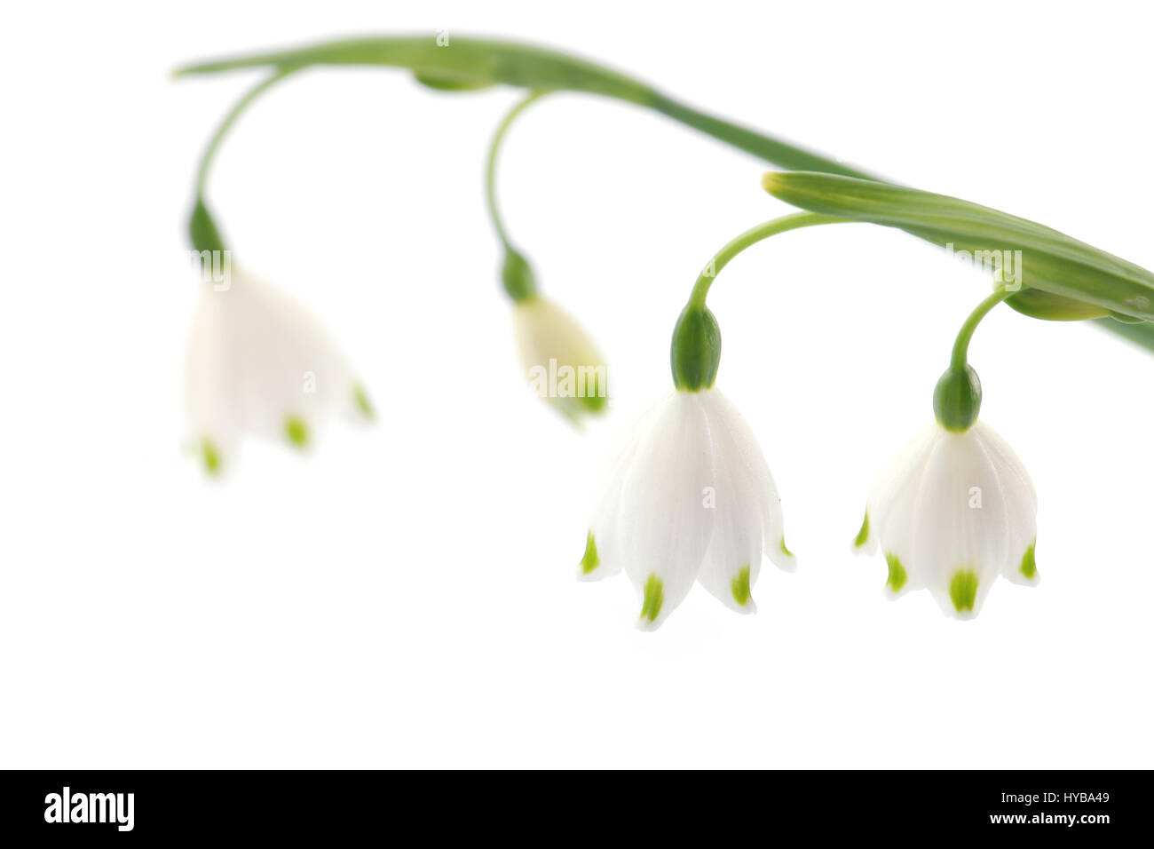 Japanese snowflake flower on white Stock Photo - Alamy