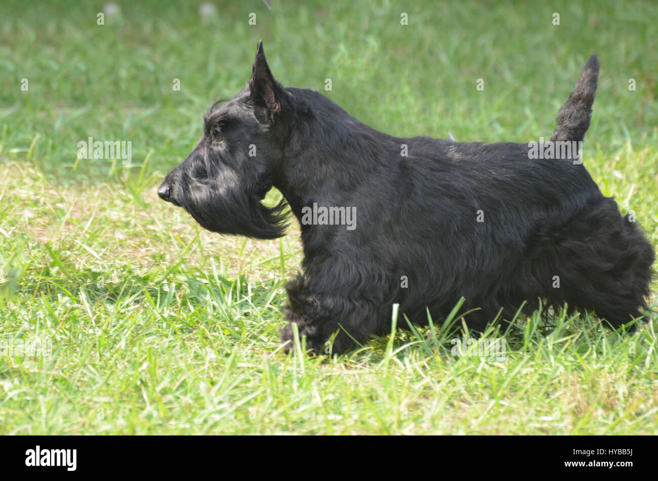 Great side profile of a Scottish terrier dog Stock Photo - Alamy