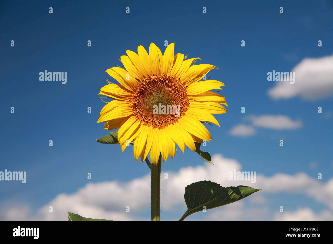 Close up sunflower against field hi-res stock photography and images ...