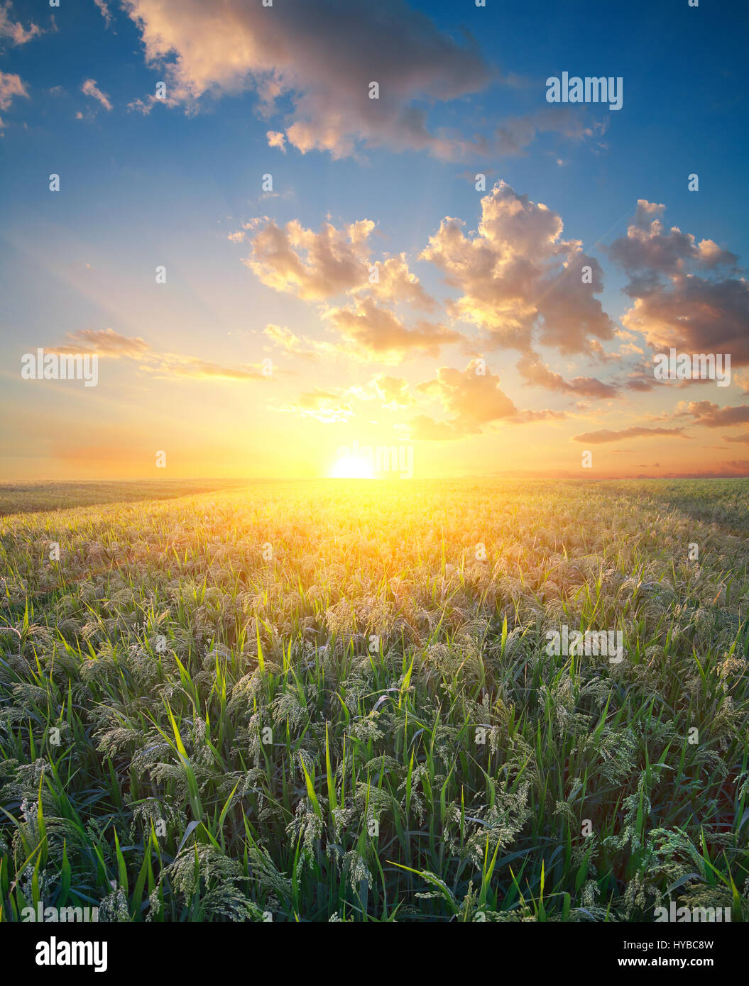 Millet field (sorghum), green field, agriculture landscape, field of ...