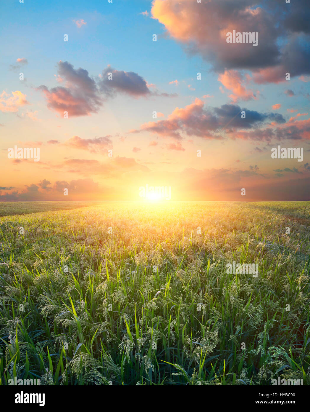 Millet field (sorghum), green field, agriculture landscape, field of ...