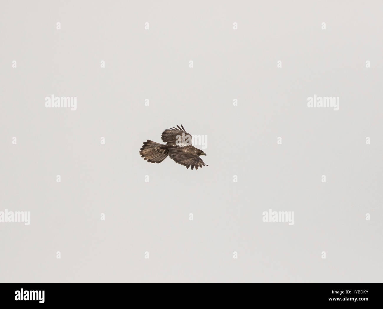 Eagles that breed in cyprus hi-res stock photography and images - Alamy