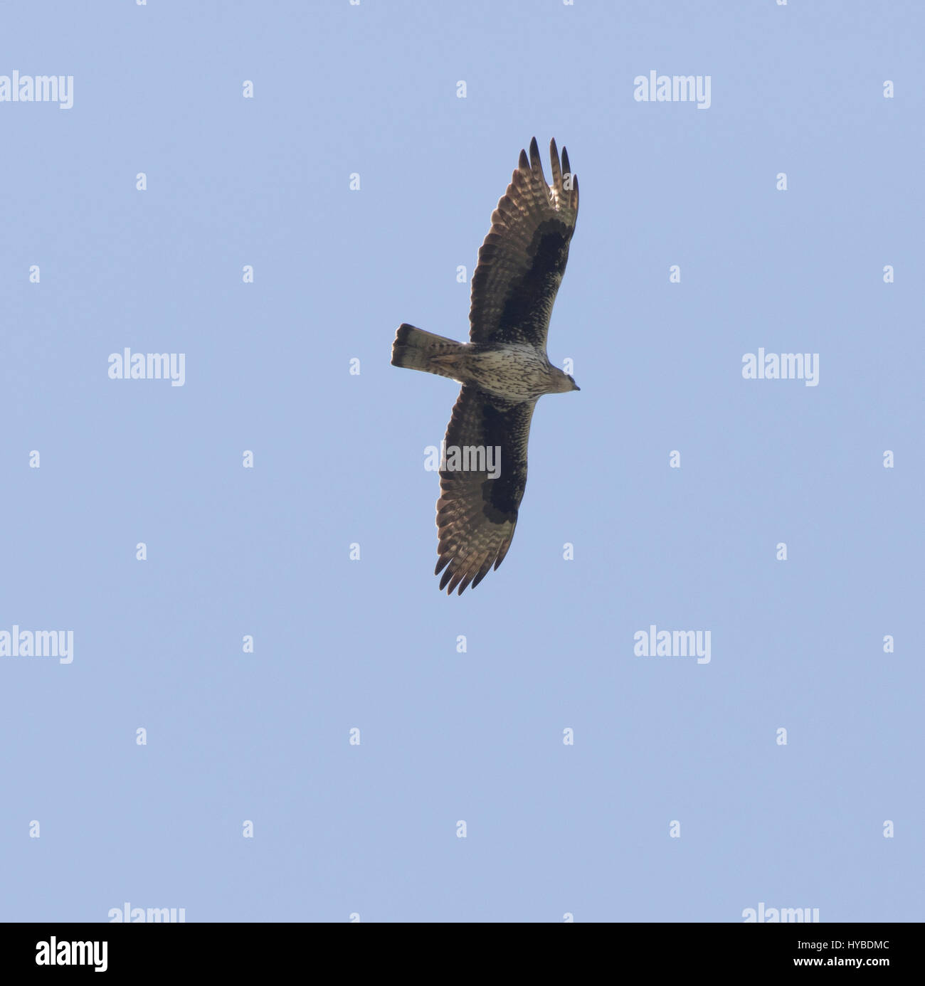 Eagles that breed in cyprus hi-res stock photography and images - Alamy