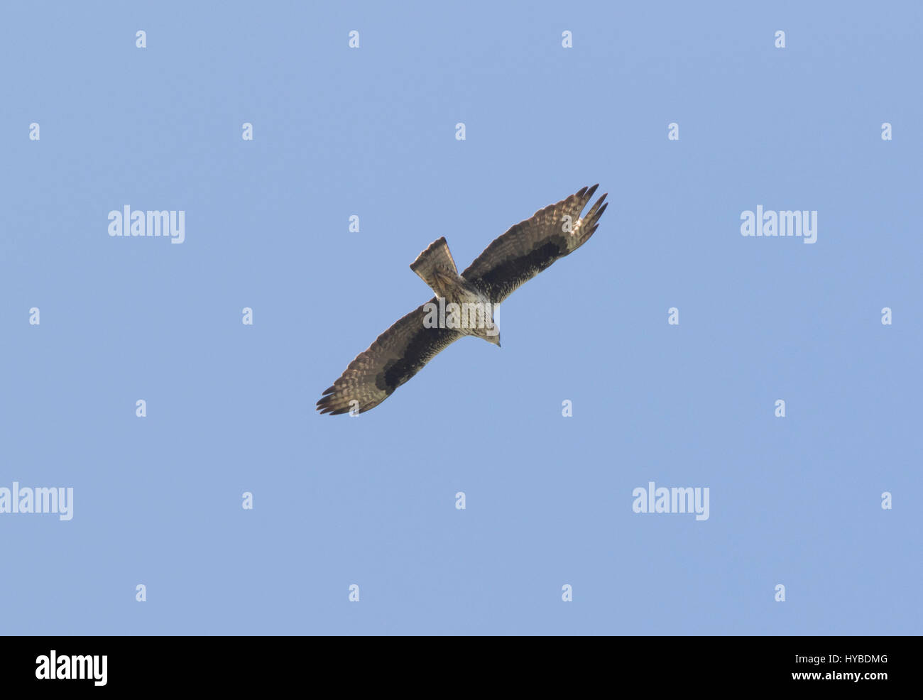 Adult Bonellis eagle Aquila fascista hunting at finikas Cyprus Stock ...