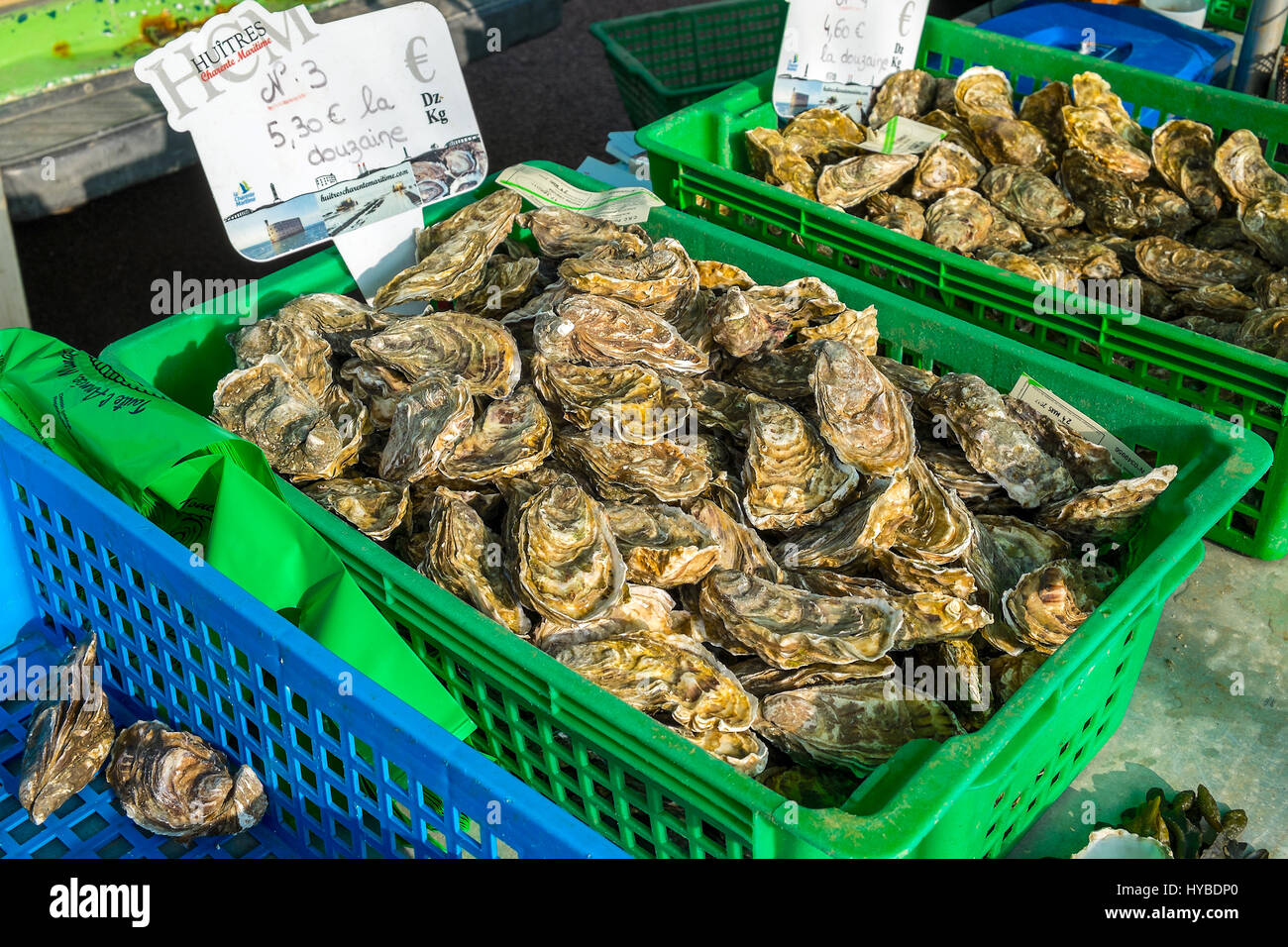 Fresh Atlantic Oysters on sale Stock Photo - Alamy