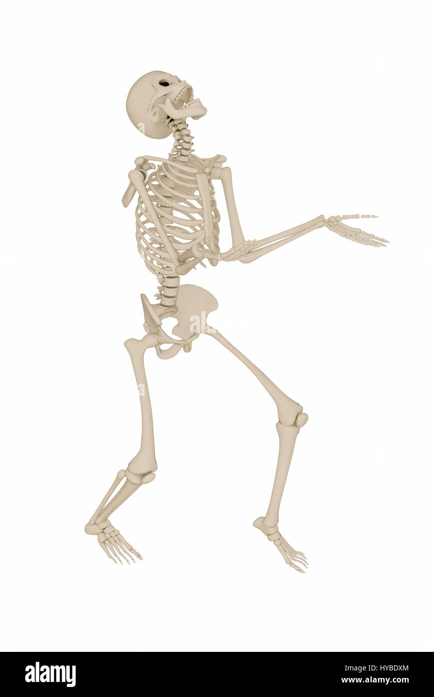 3d illustration of a human skeleton isolated on white background Stock ...