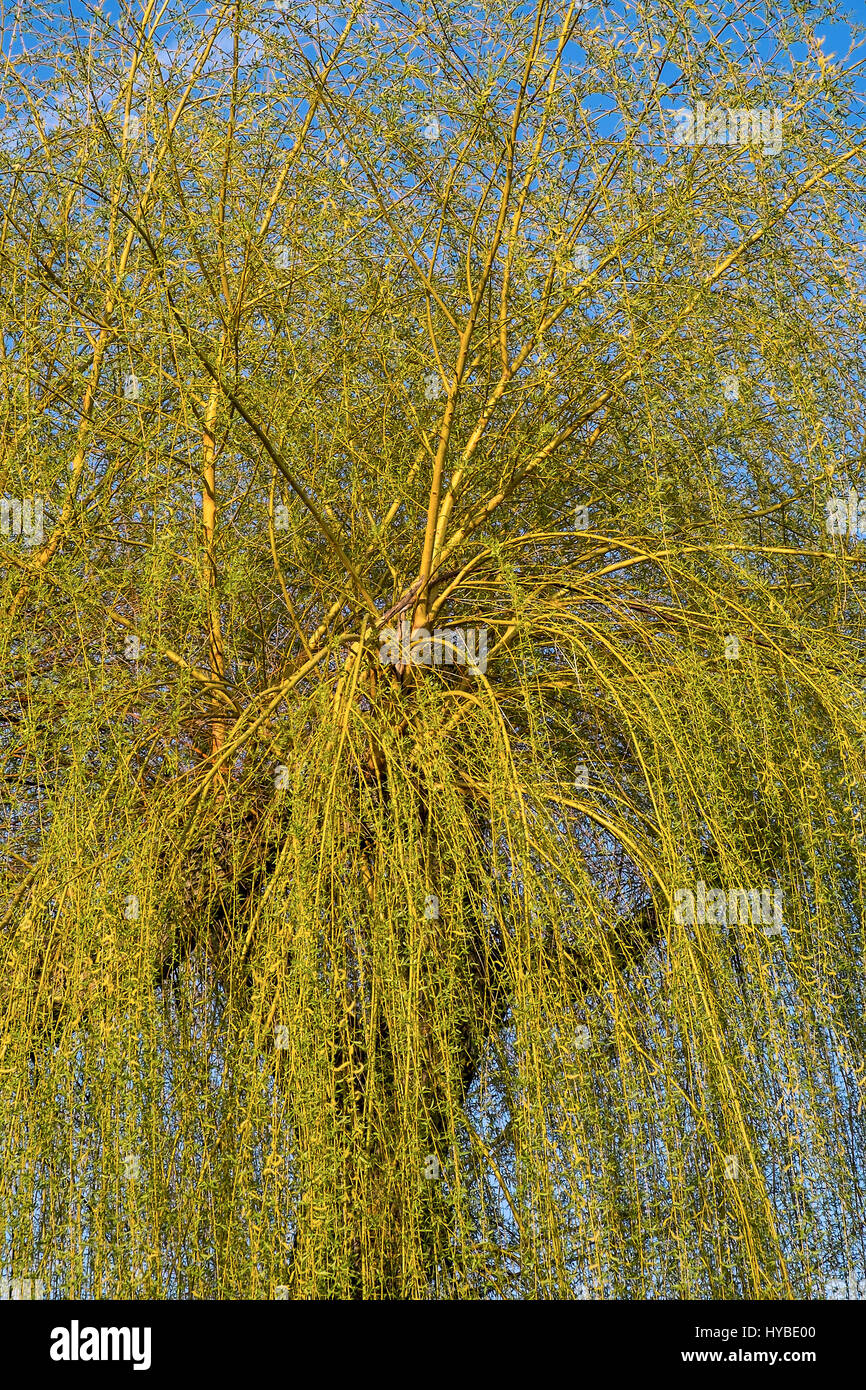 Salix branches hi-res stock photography and images - Alamy