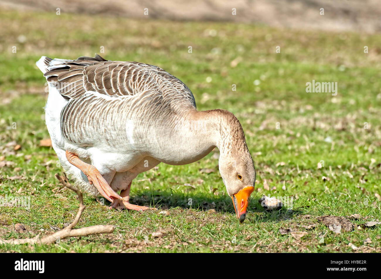 Domestic goose,Grey Gose or Greylag goose. Goose standing in backyard ...