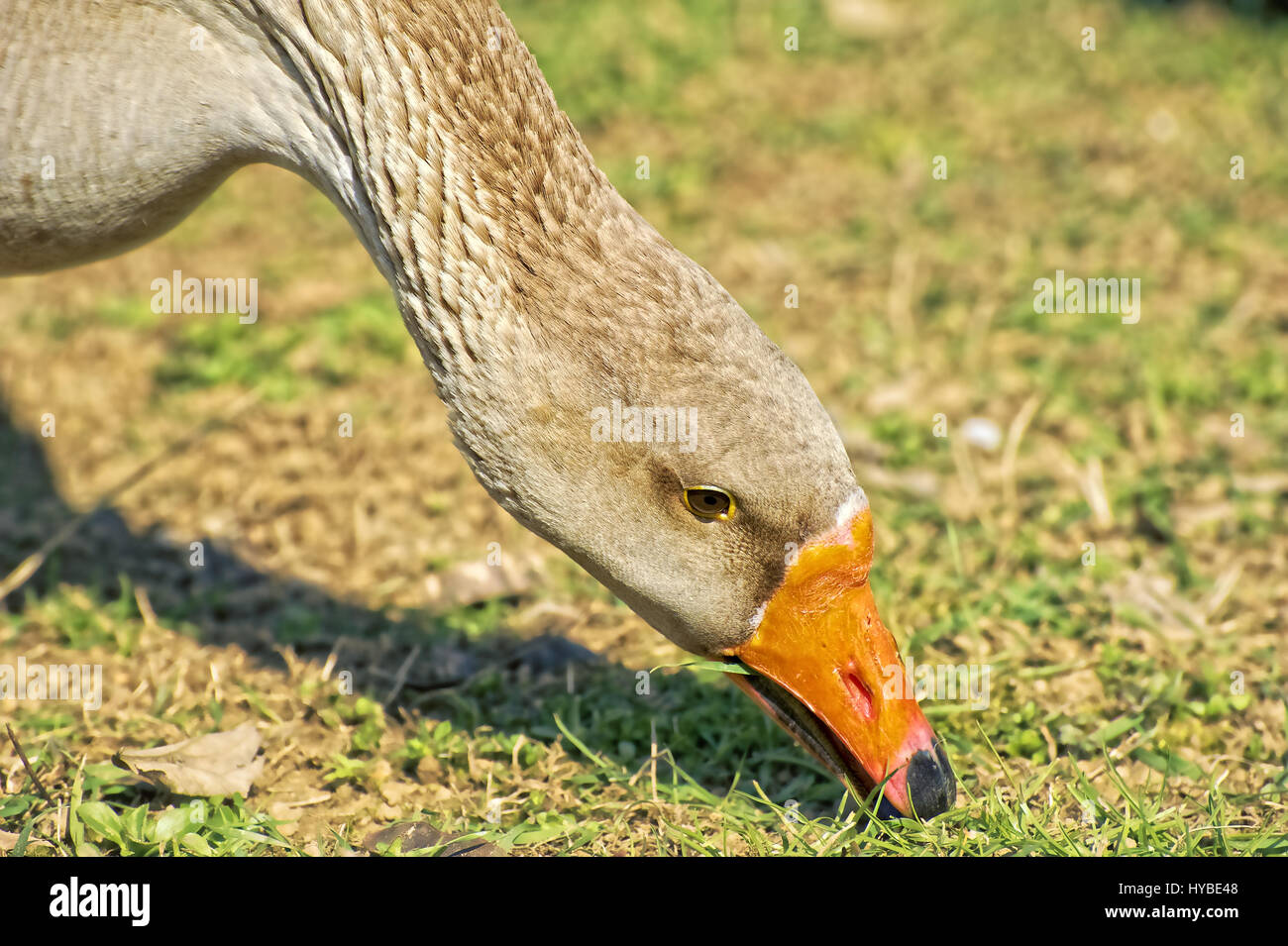 Grey head hi-res stock photography and images - Alamy