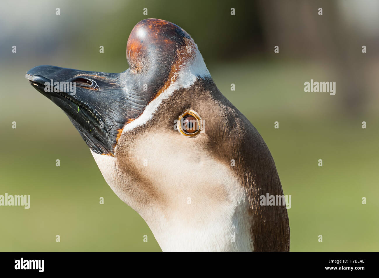 Portrait of Swan goose. Anser cignoides. Chinese goose.Fatty liver ...
