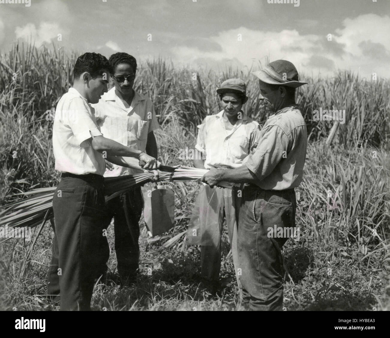 Sugarcane PR980 cultivation at the agricultural experiment station ...