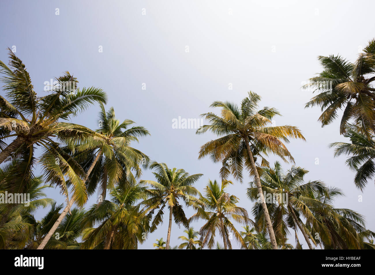 Tops exotic tropical palm trees hi-res stock photography and images - Alamy