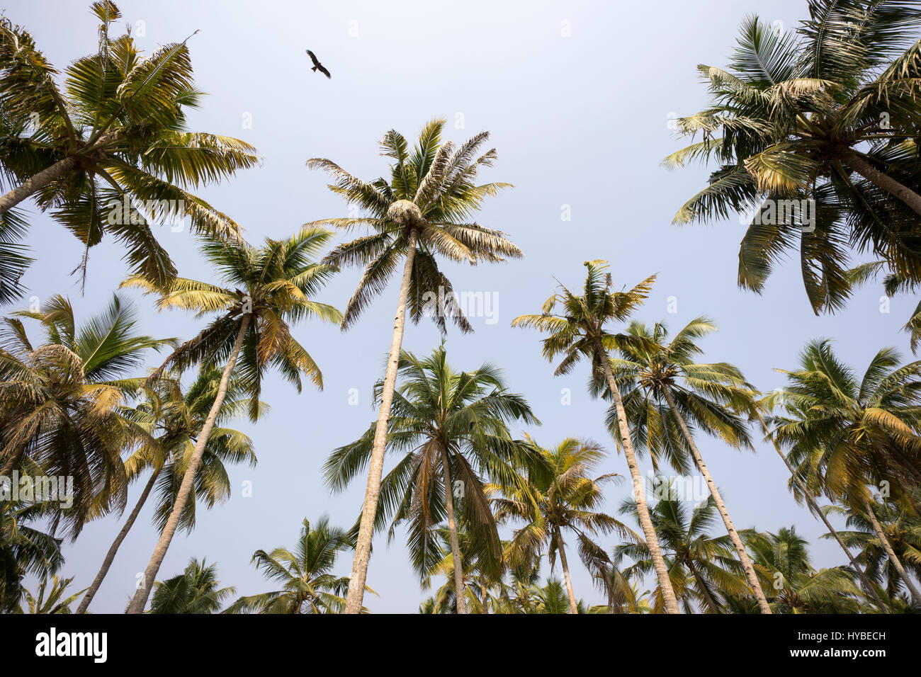 Tops exotic tropical palm trees hi-res stock photography and images - Alamy