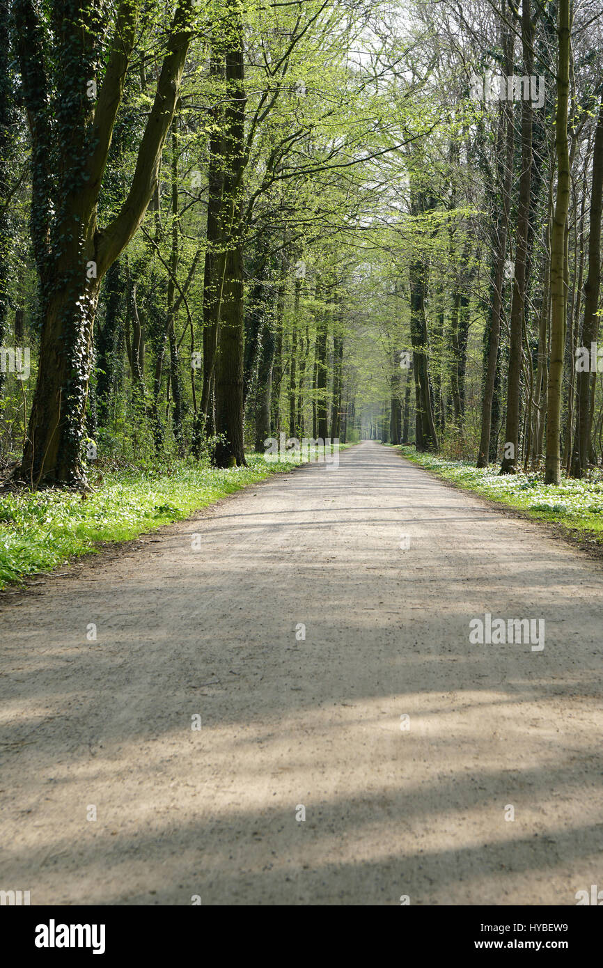 empty forest path in spring Stock Photo - Alamy