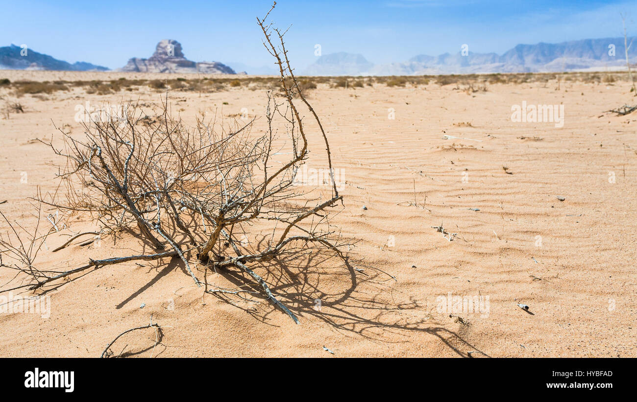 Travel to Middle East country Kingdom of Jordan - dried plant and view ...
