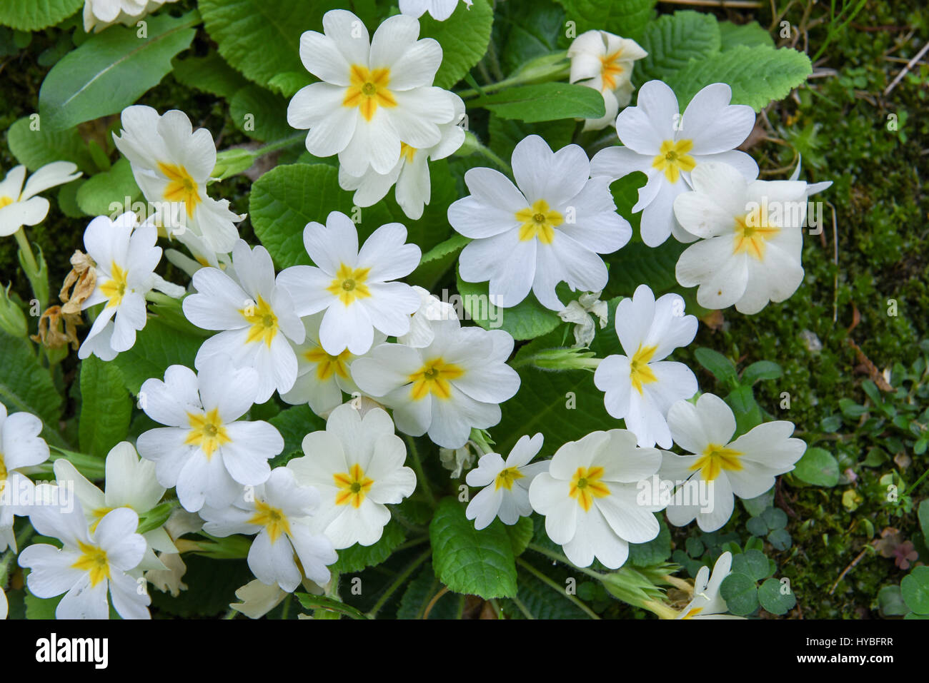 Beatiful small flowers on the garden Stock Photo - Alamy