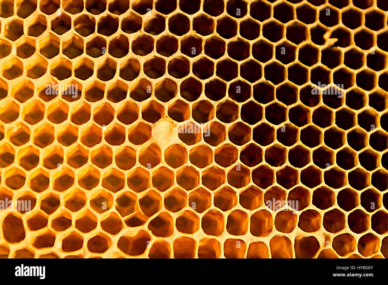 Honeycombs filled with honey closeup. In each cell of honeycomb the ...