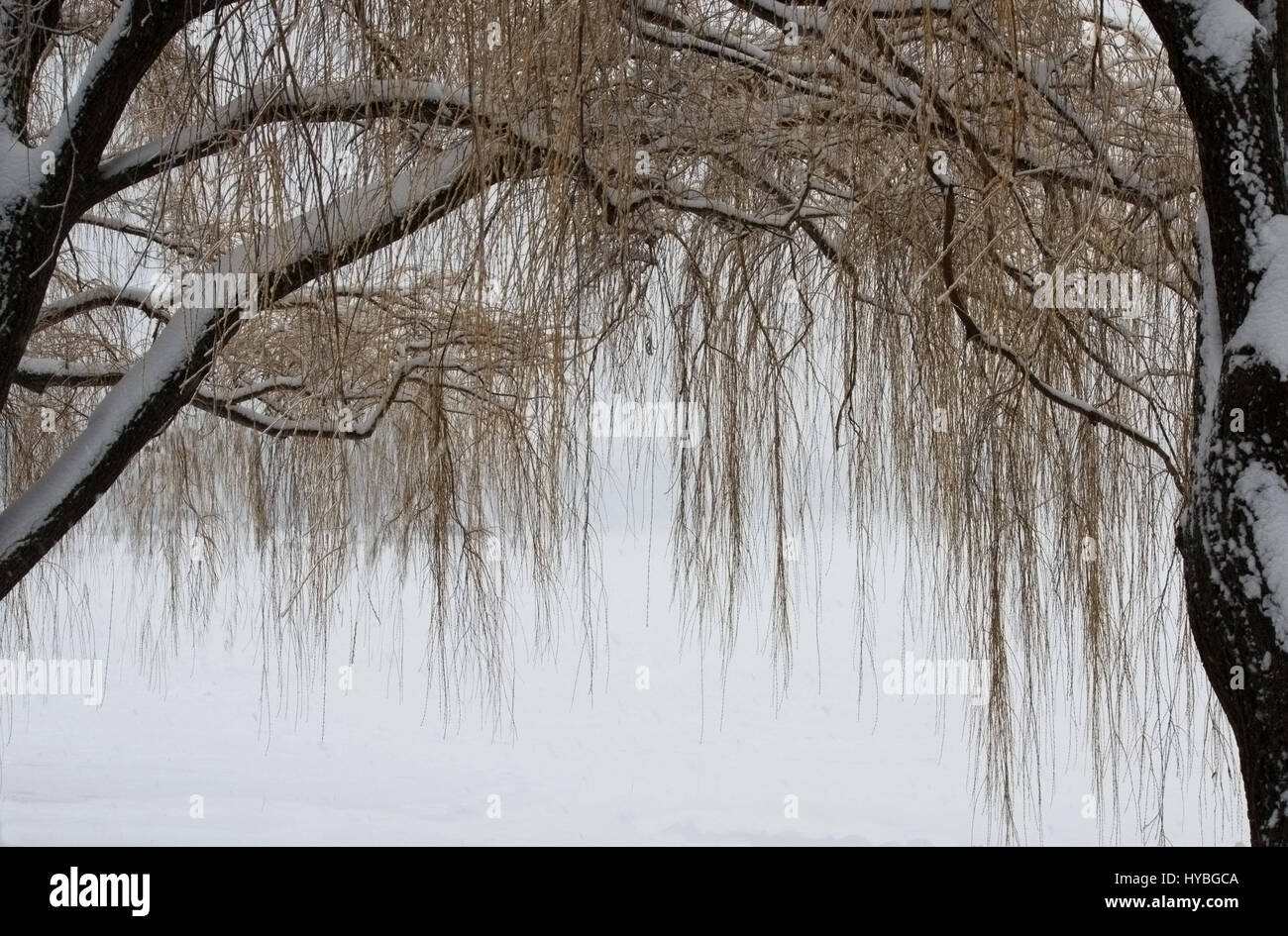 Willow Tree in winter by the lake Stock Photo - Alamy