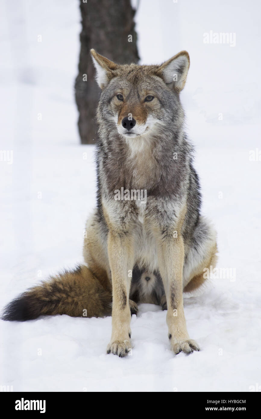Coyote sitting in the snow Stock Photo - Alamy