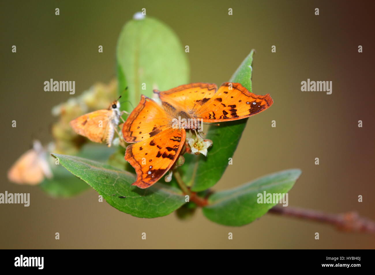 Junonia cuama and Axehead Skippers competing for nectar, Zambia, Africa ...