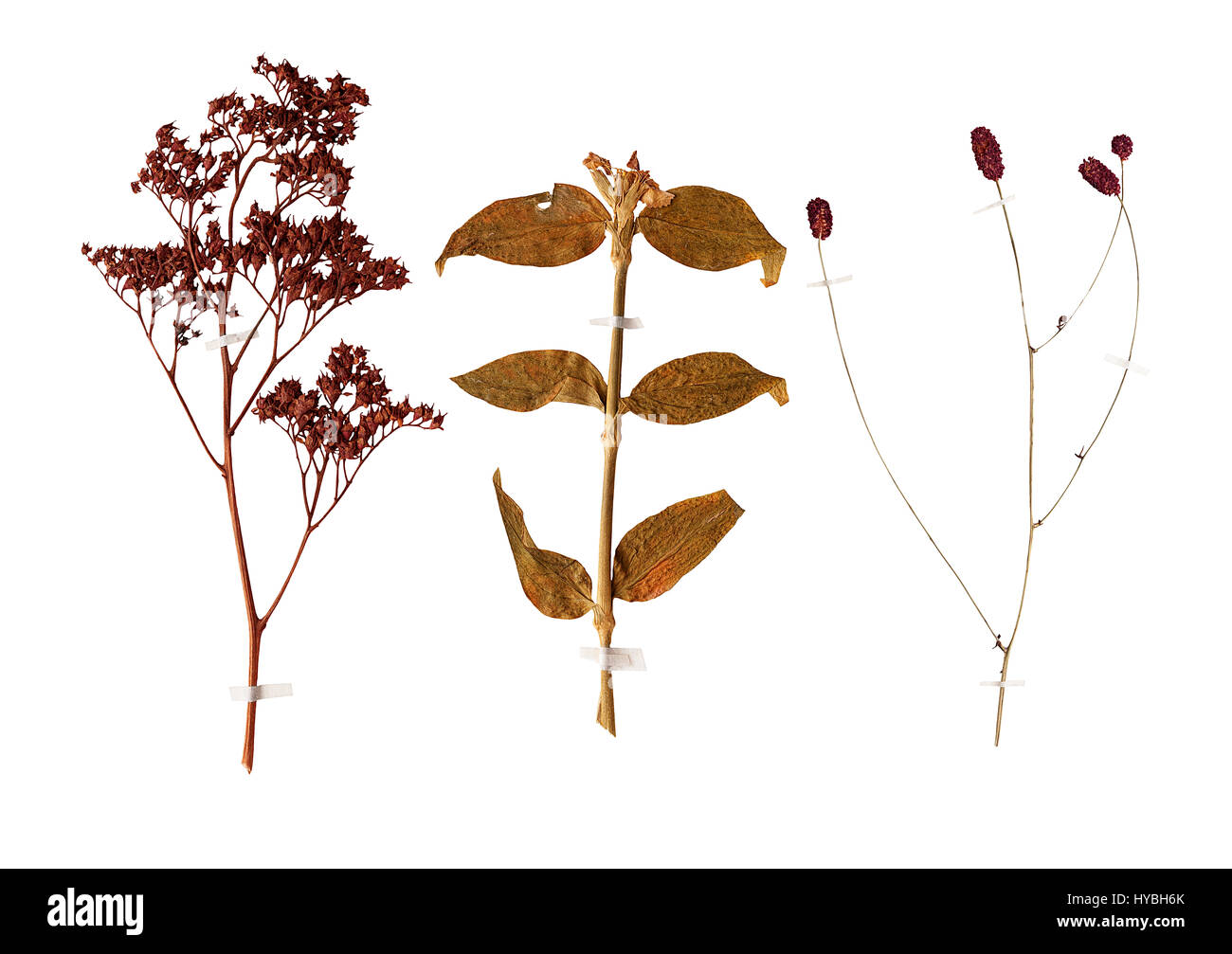 Set of wild dry pressed flowers and leaves, isolated Stock Photo - Alamy