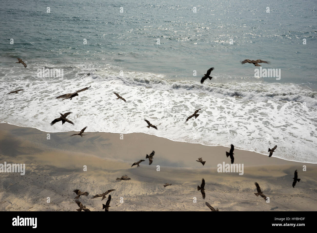 Eagles flying feeding hi-res stock photography and images - Alamy