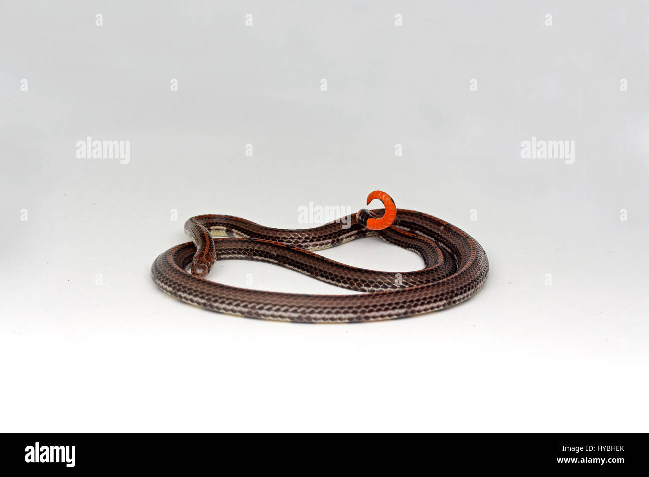 Banded Malayan Coral Snake (Calliophis intestinalis Stock Photo - Alamy