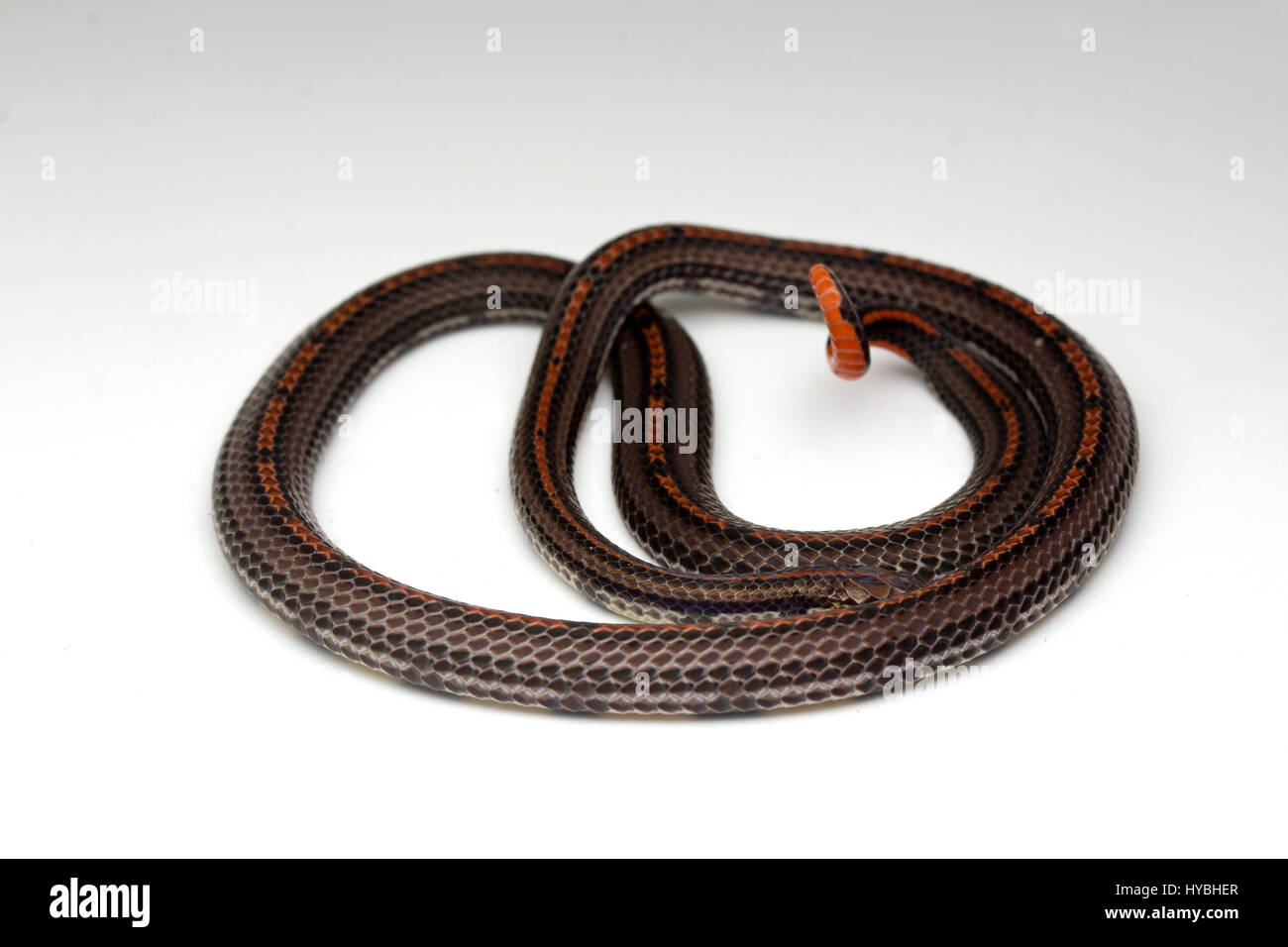 Banded Malayan Coral Snake (Calliophis intestinalis Stock Photo - Alamy