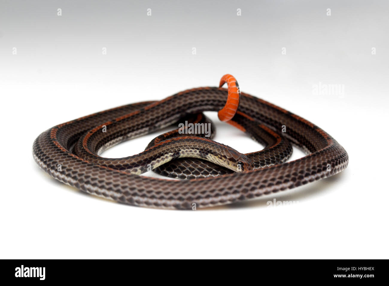 Banded Malayan Coral Snake (Calliophis intestinalis Stock Photo - Alamy