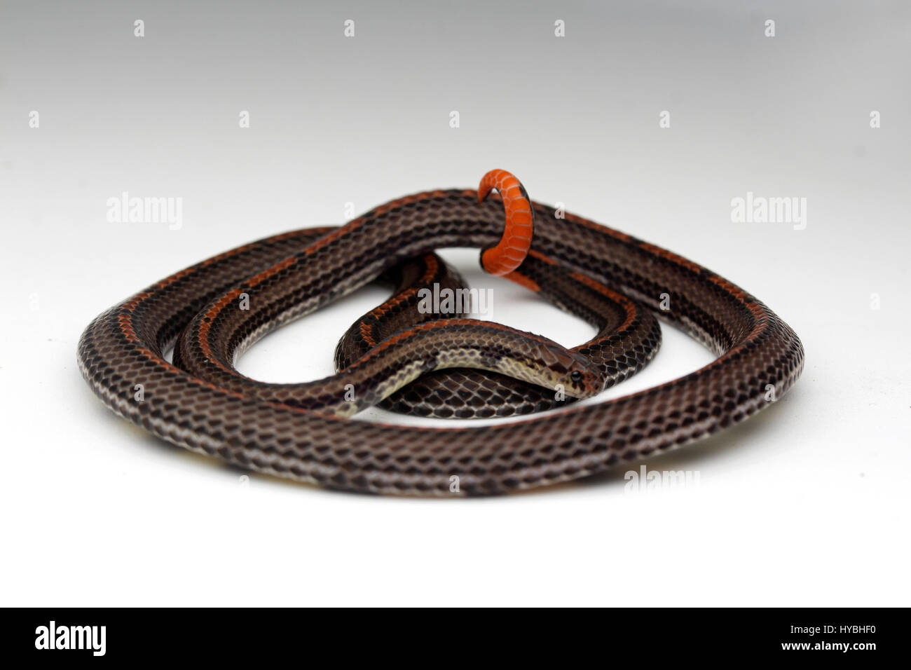 Banded Malayan Coral Snake (Calliophis intestinalis Stock Photo - Alamy