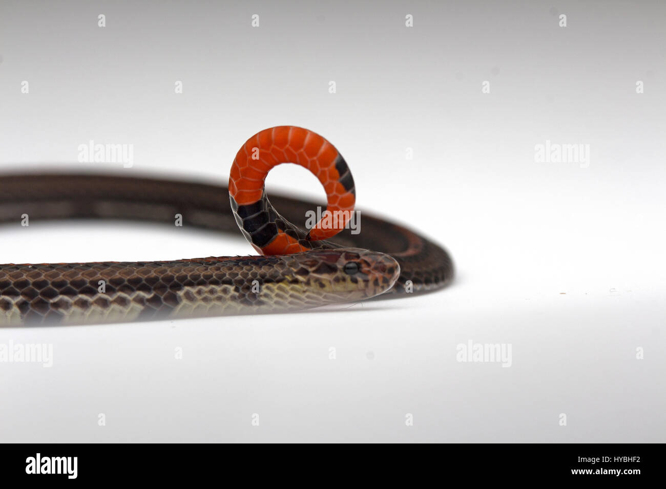 Banded Malayan Coral Snake (Calliophis intestinalis Stock Photo - Alamy