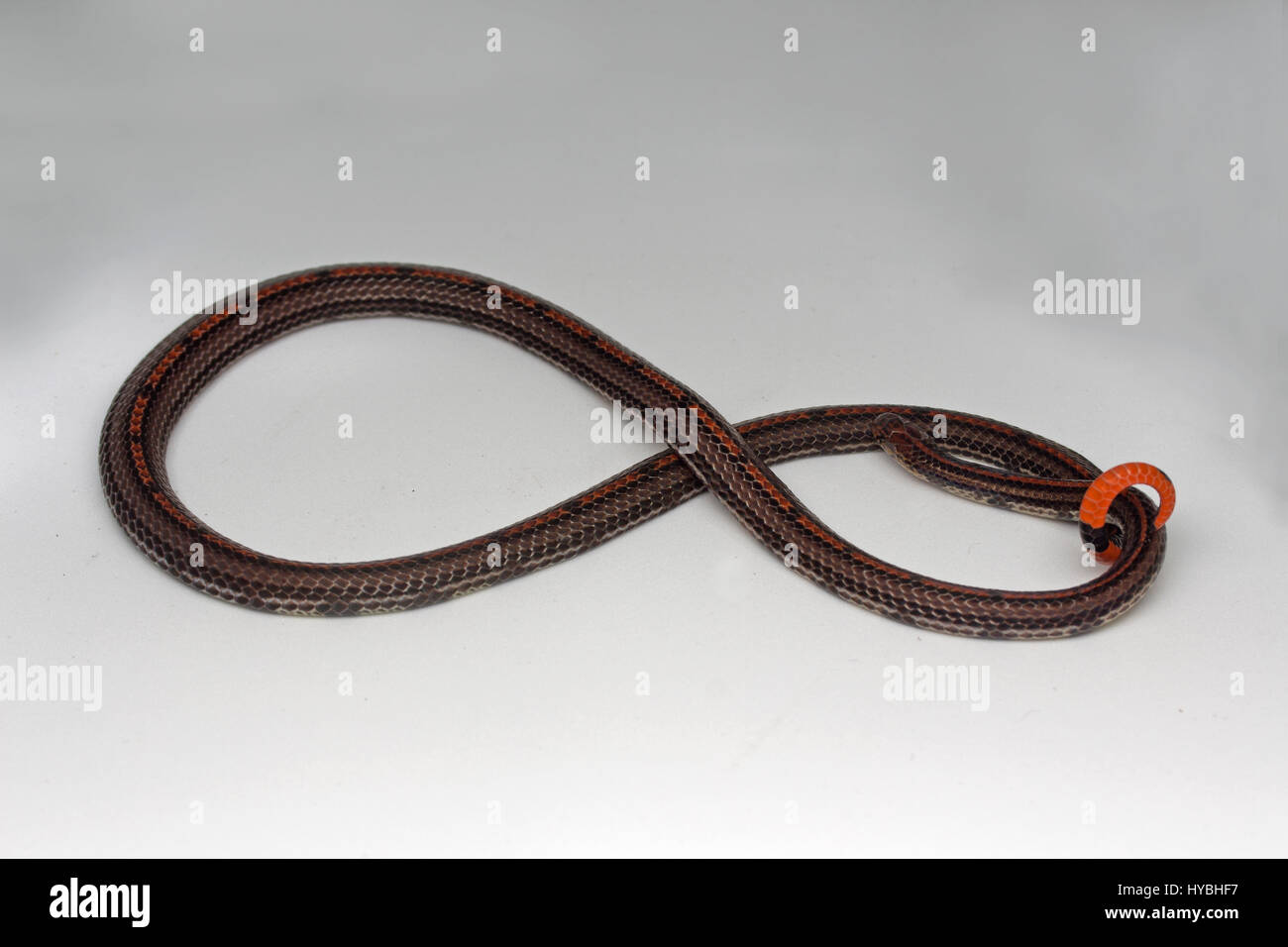 Banded Malayan Coral Snake (Calliophis intestinalis Stock Photo - Alamy
