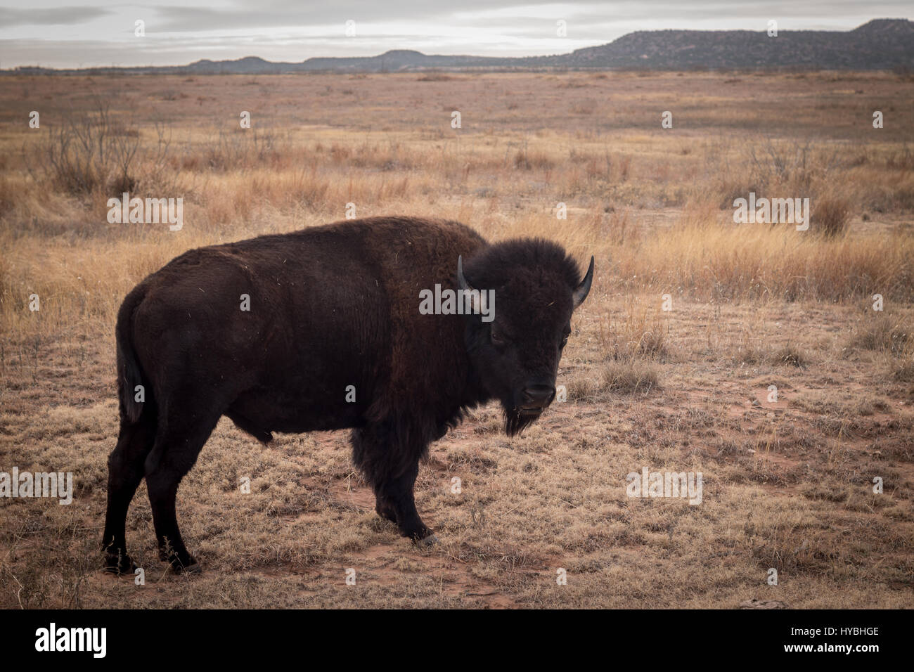 Buffalo wild wings hi-res stock photography and images - Alamy